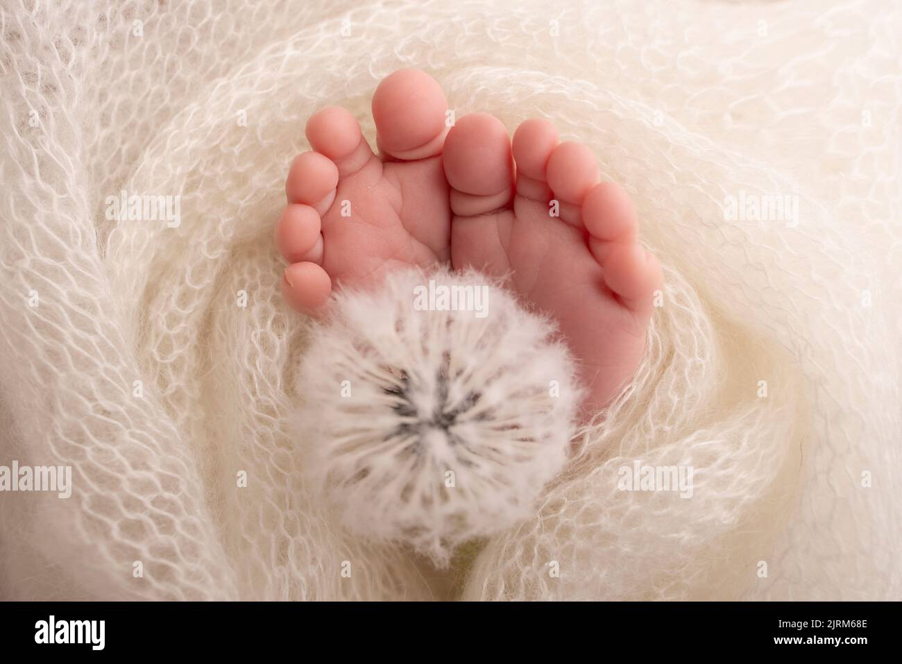 Eine weiße Nelkenglüte in den Beinen eines Babys. Weiche Füße eines ... Eine weiße Nelkenglüte in den Beinen eines Babys. Weiche Füße eines ...