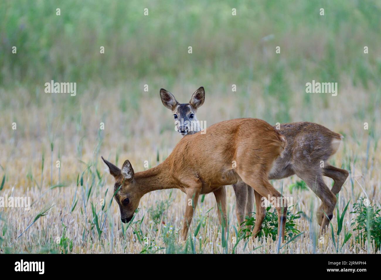 Reh-Weibchen steht mit ihrem Rehkitz auf einem Feld und schaut ...