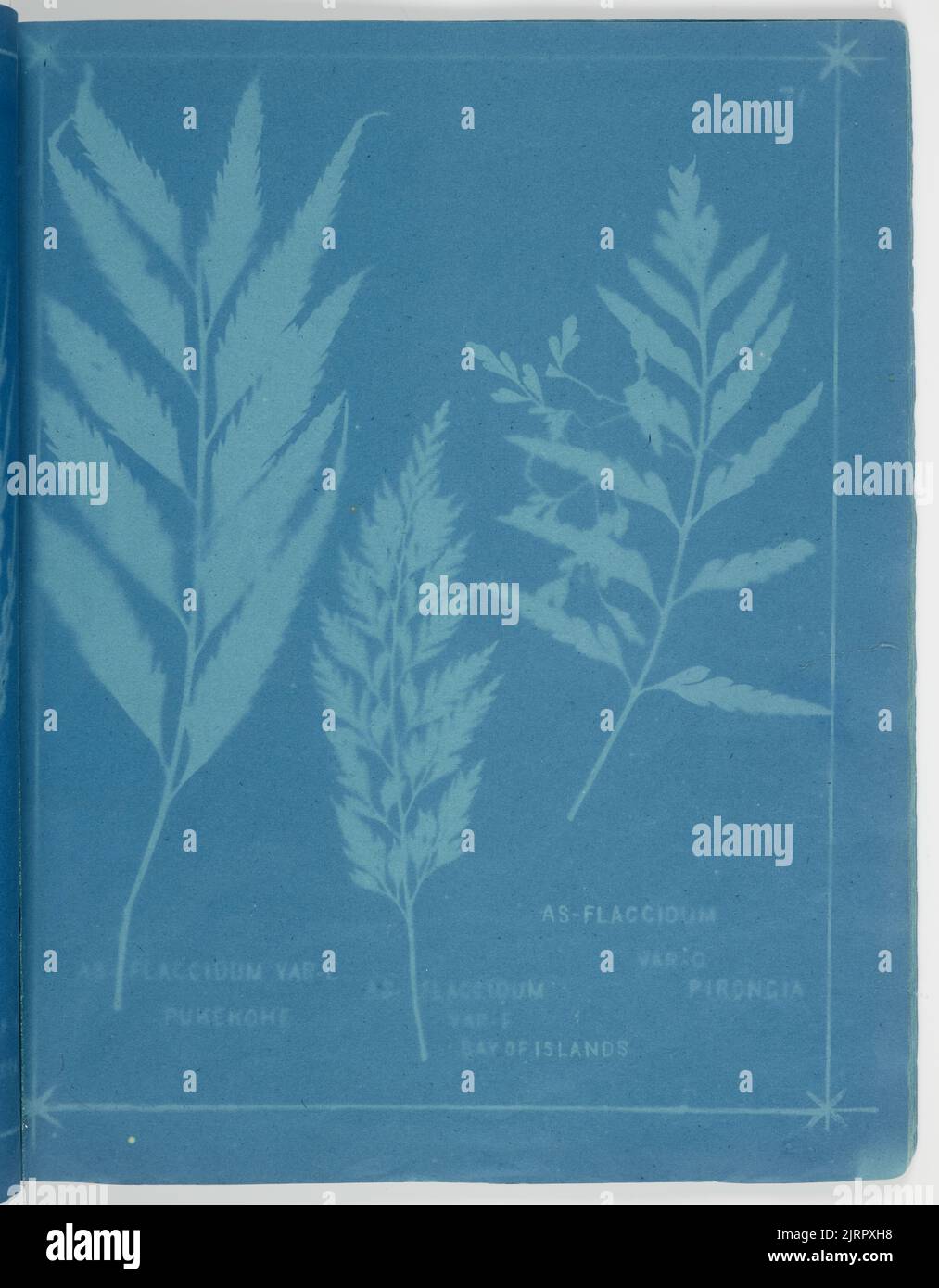 Asplenium flacccidum var-E, Pukekohe, Asplenium flacccidum var-F, Bay ...