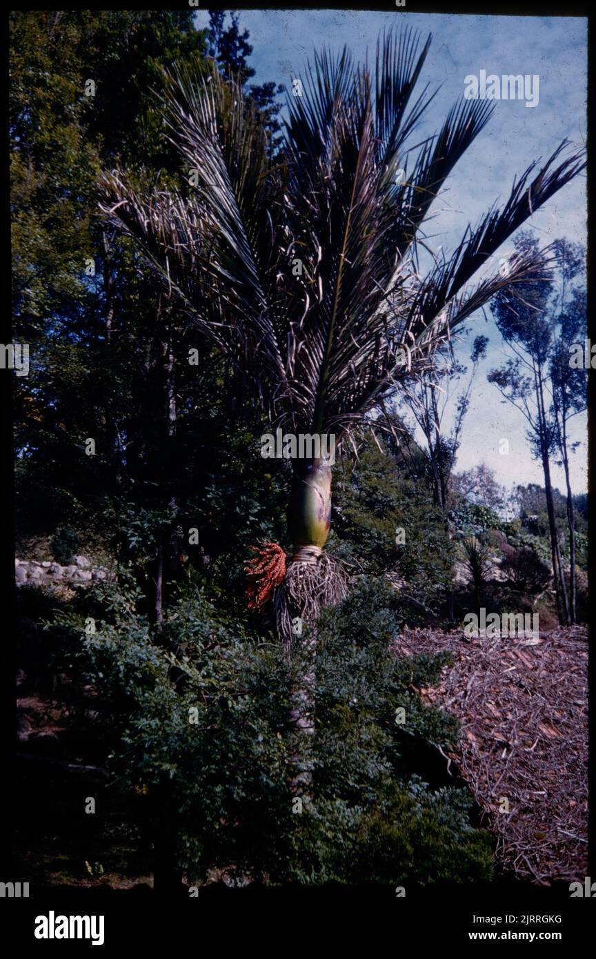 Nikau palme rhopalostylis sapida -Fotos und -Bildmaterial in hoher ...