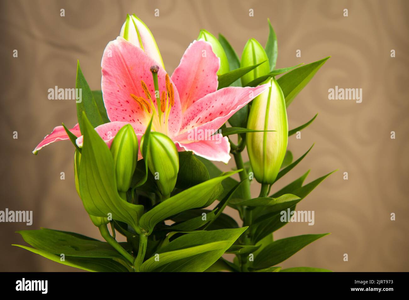 Blume 4k -Fotos und -Bildmaterial in hoher Auflösung – Alamy