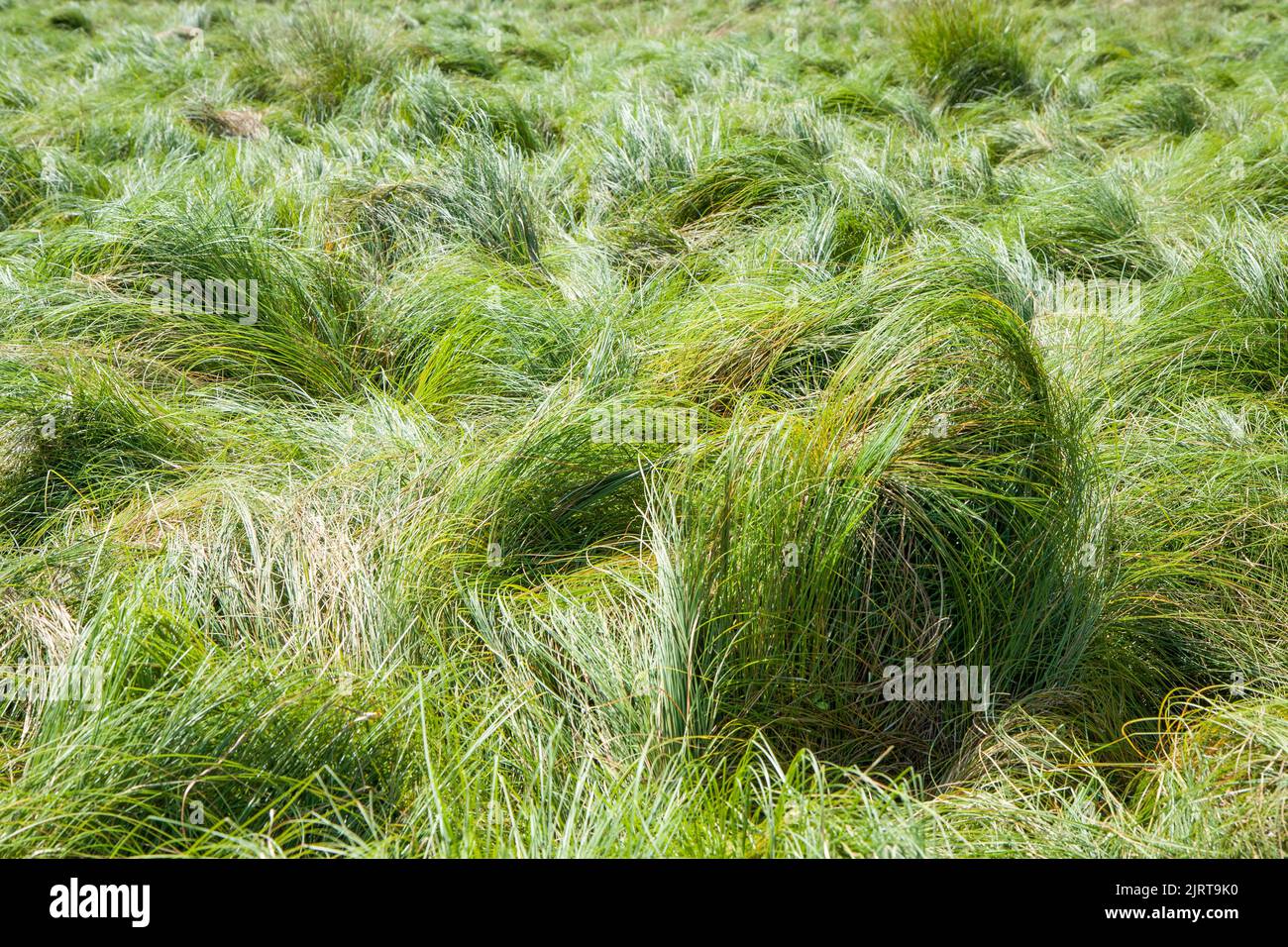 Wallpaper 4k -Fotos und -Bildmaterial in hoher Auflösung – Alamy