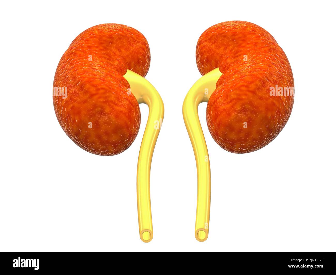 3 d Darstellung der Anatomie der menschlichen Nieren (menschliche ...