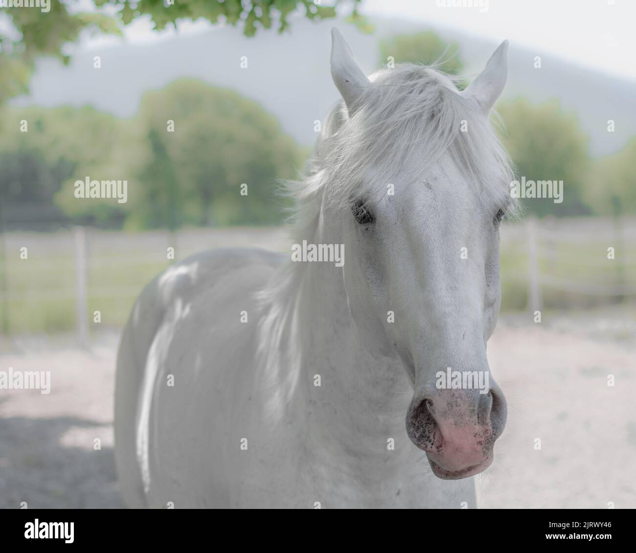 Pferd aus lipica -Fotos und -Bildmaterial in hoher Auflösung – Alamy