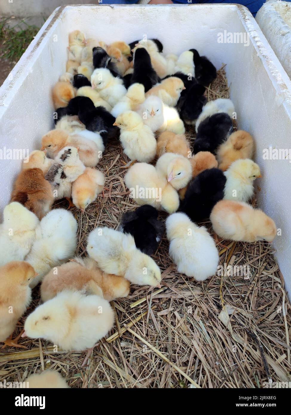 Fütterung von baby hühnern -Fotos und -Bildmaterial in hoher Auflösung ...