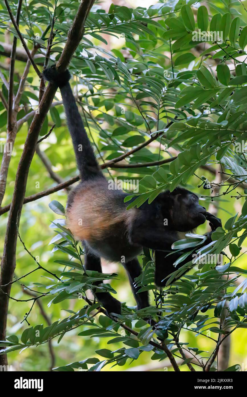Schwarzer Spinnenaffe (Simia paniscus), der am Schwanz im Regenwald des ...