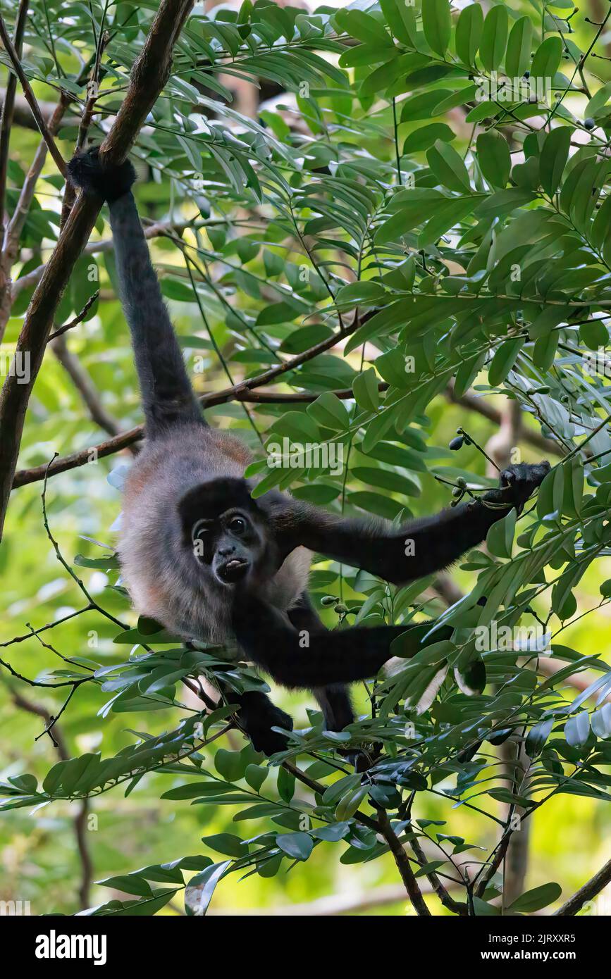 Schwarzer affe -Fotos und -Bildmaterial in hoher Auflösung – Alamy