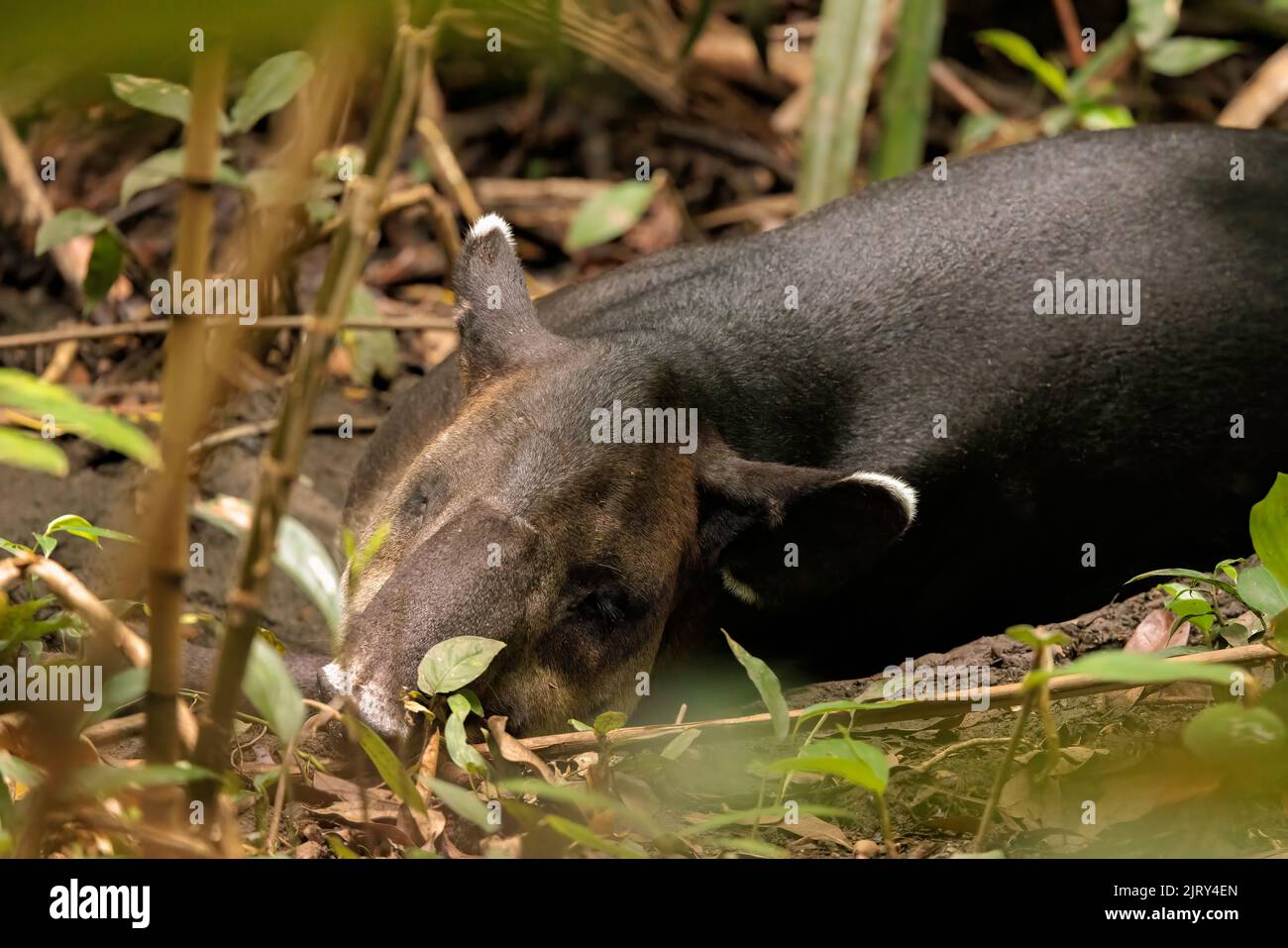 Zentralamerikanischer tapir tapirus -Fotos und -Bildmaterial in hoher ...
