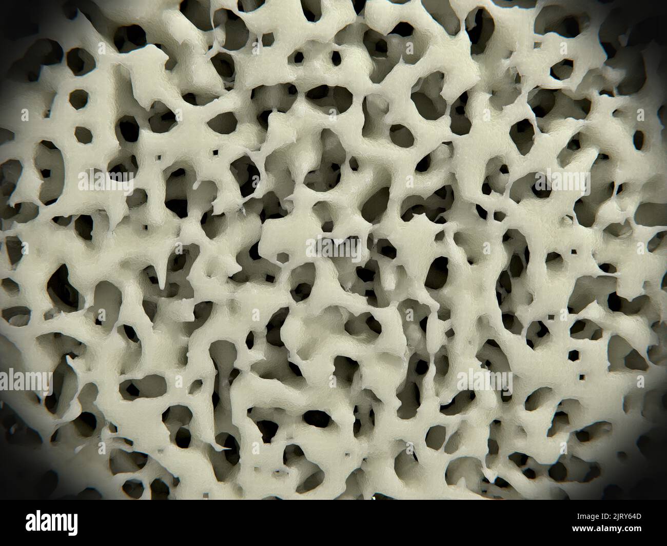 Trabekulärer knochen -Fotos und -Bildmaterial in hoher Auflösung – Alamy