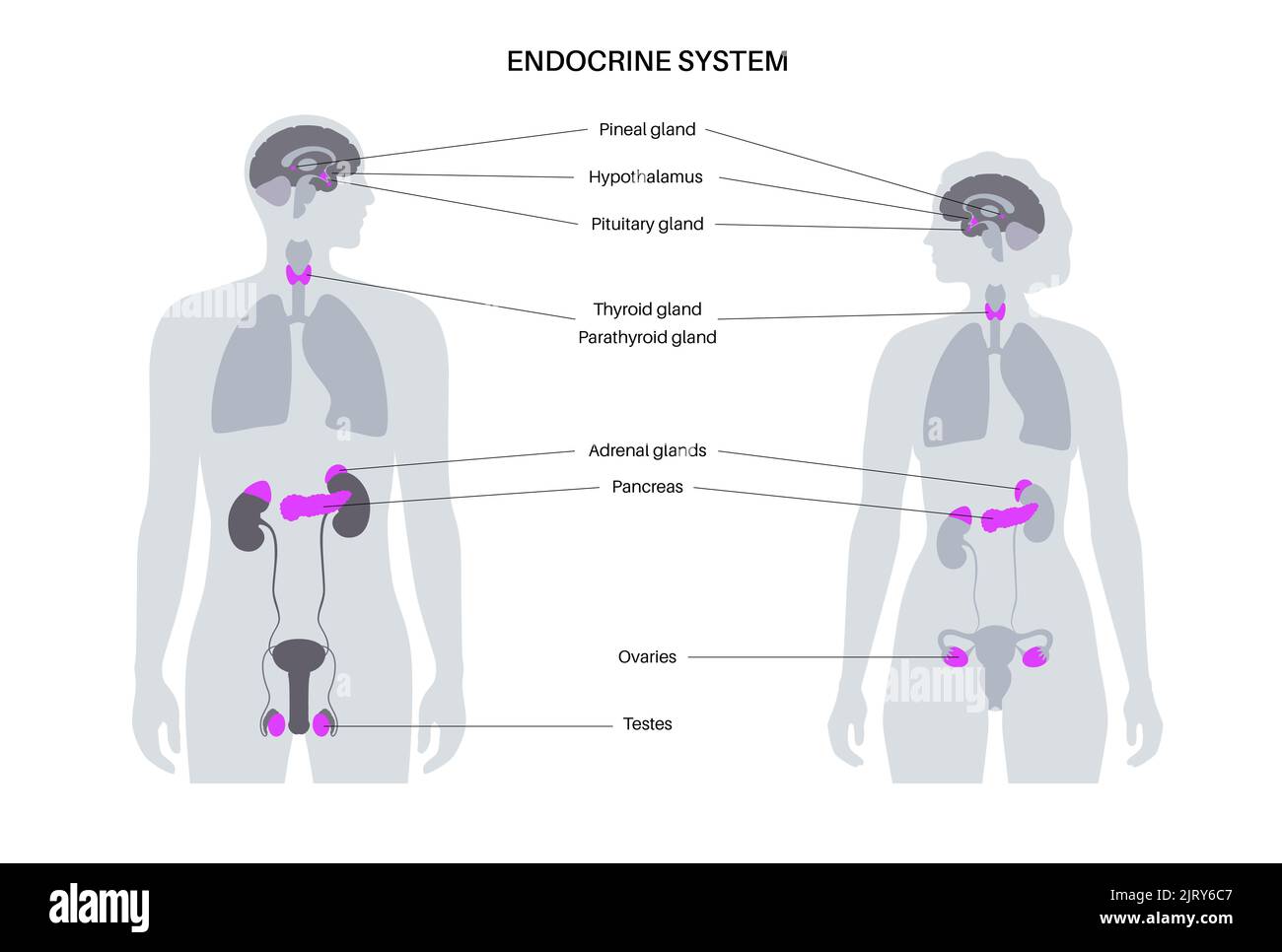 Endocrine system woman and man -Fotos und -Bildmaterial in hoher ...