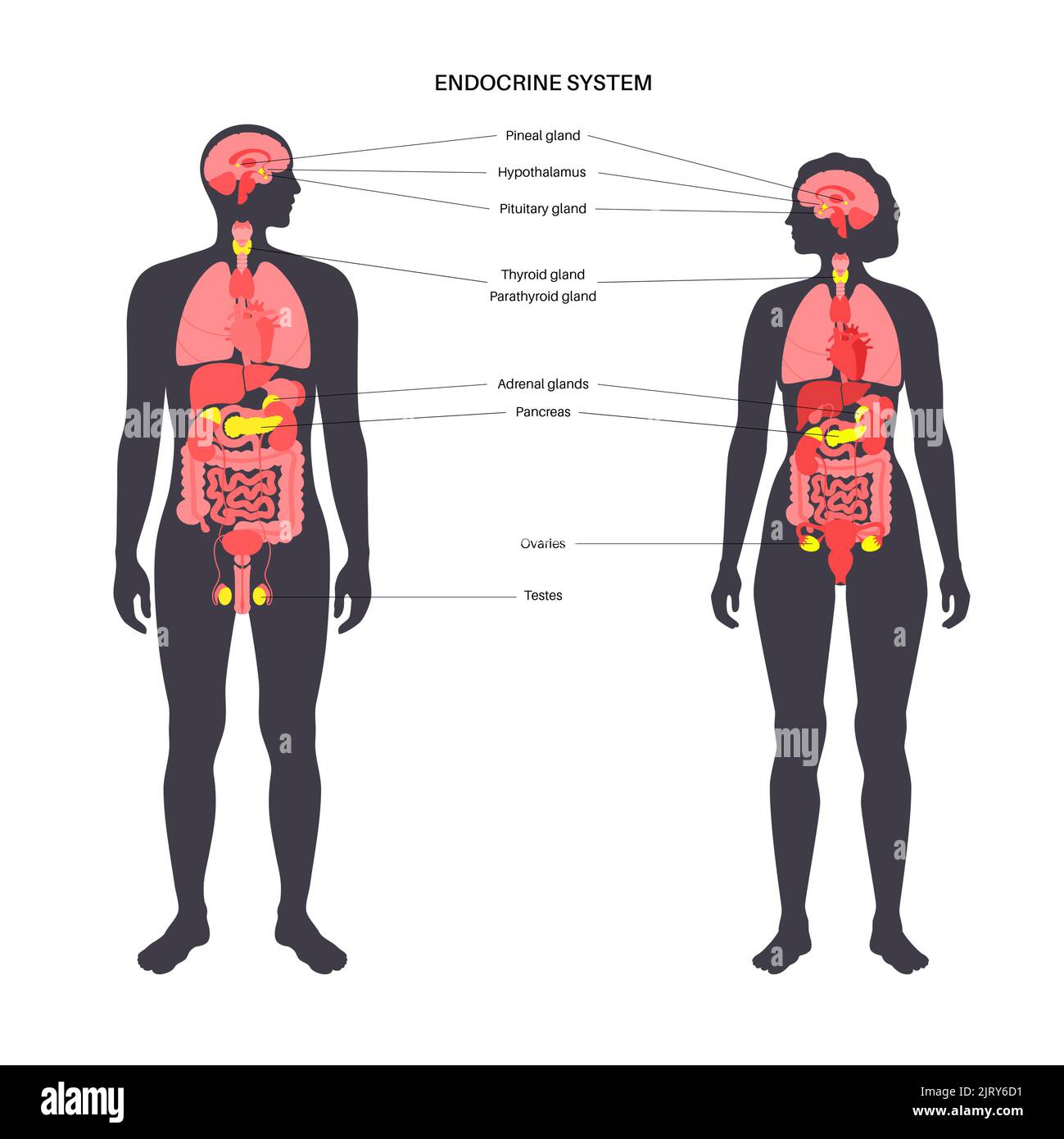 Endocrine system woman and man -Fotos und -Bildmaterial in hoher ...