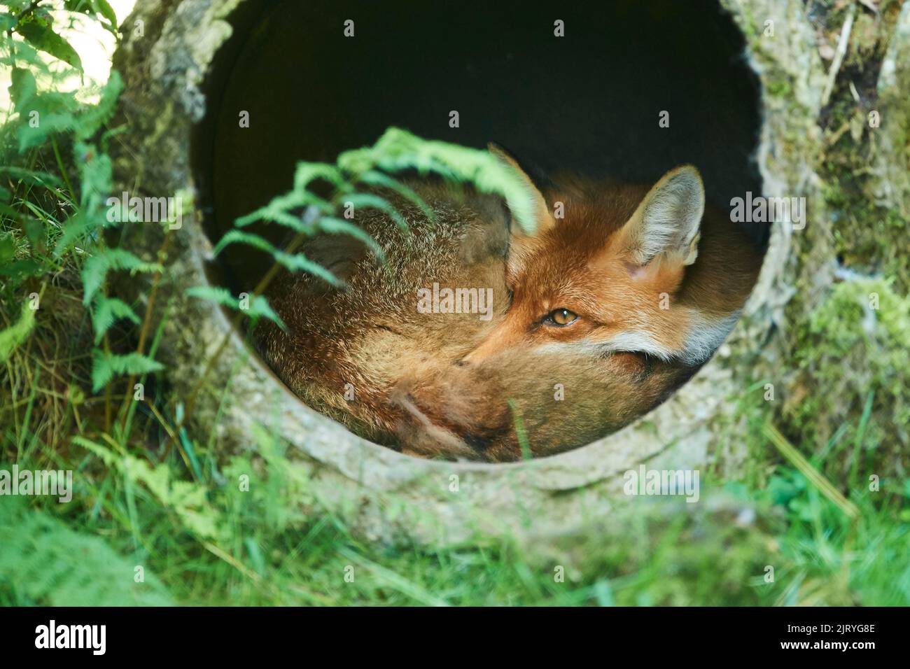 Rotfuchs (Vulpes vulpes), der in einer Pfeife schläft, Bayern ...