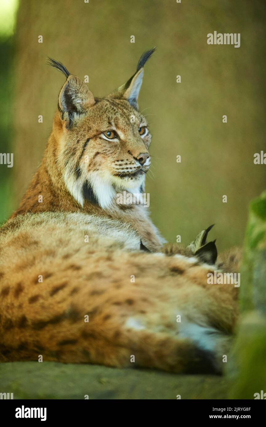 Eurasischer Luchs (Lynx Luchs) Mutter mit ihrem jungen Wasserdasein ...