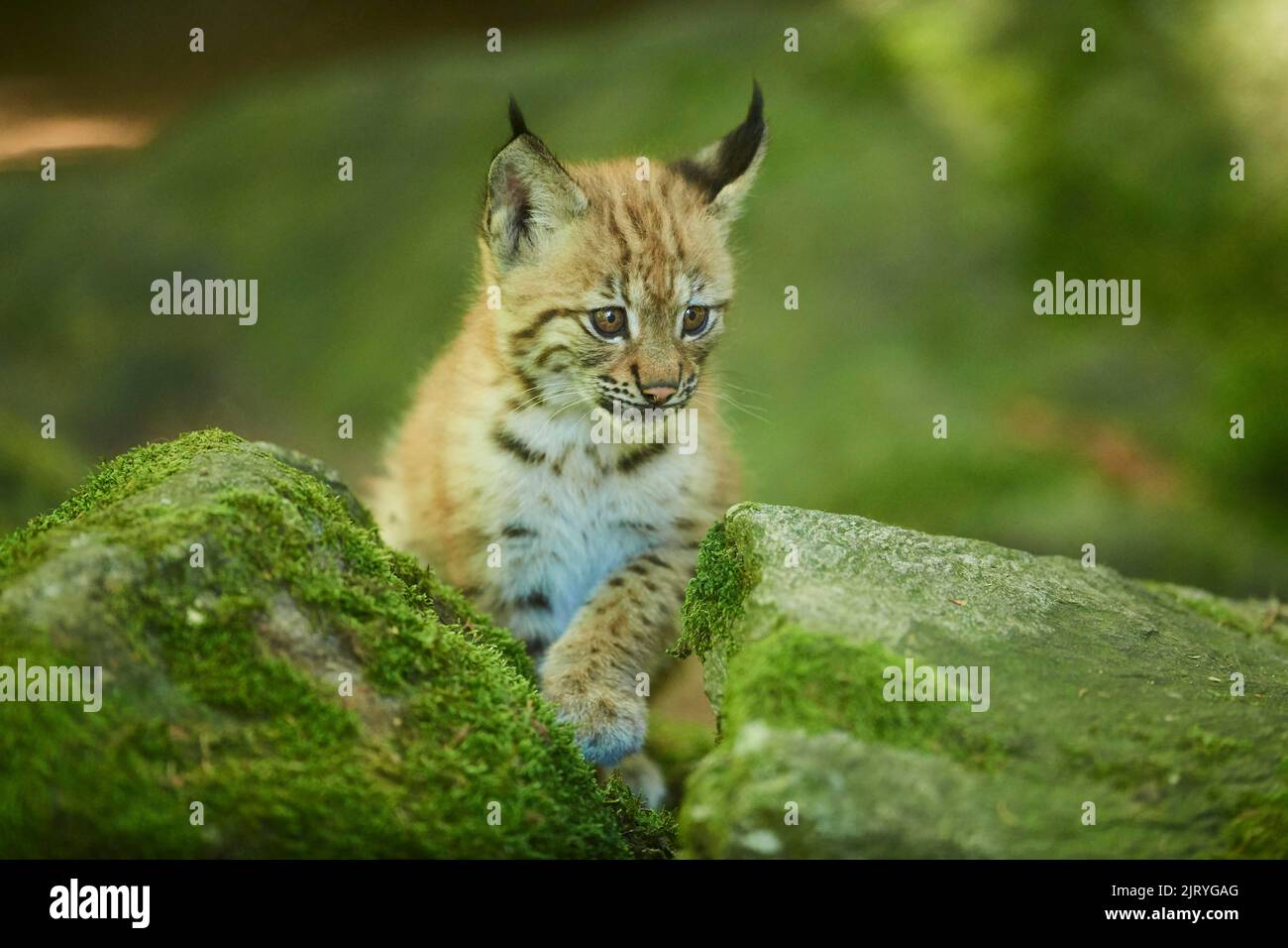 Eurasischer Luchs (Lynx Luchs) Junge Wasser, Bayern, Deutschland ...