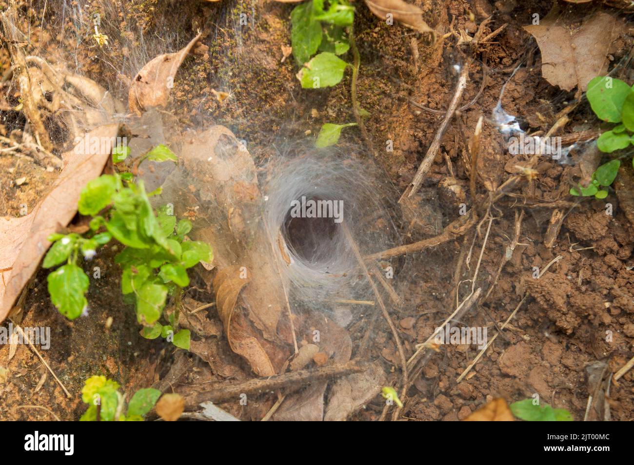 Trichternetz spinnen -Fotos und -Bildmaterial in hoher Auflösung – Alamy