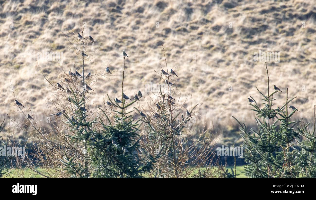Vis migration -Fotos und -Bildmaterial in hoher Auflösung – Alamy