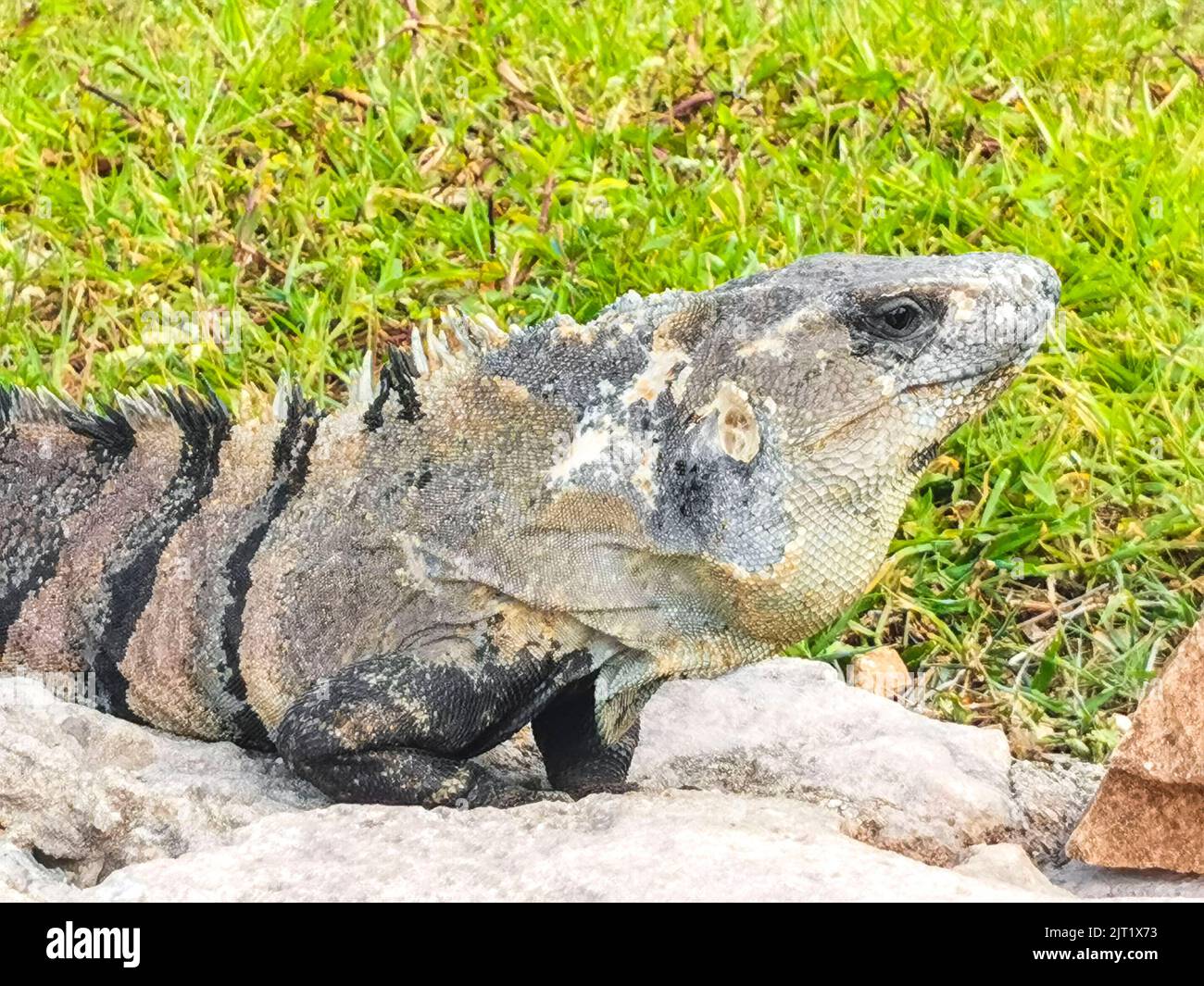 Riesige Iguana Gecko Tier auf Felsen an der alten Tulum Ruinen Maya ...