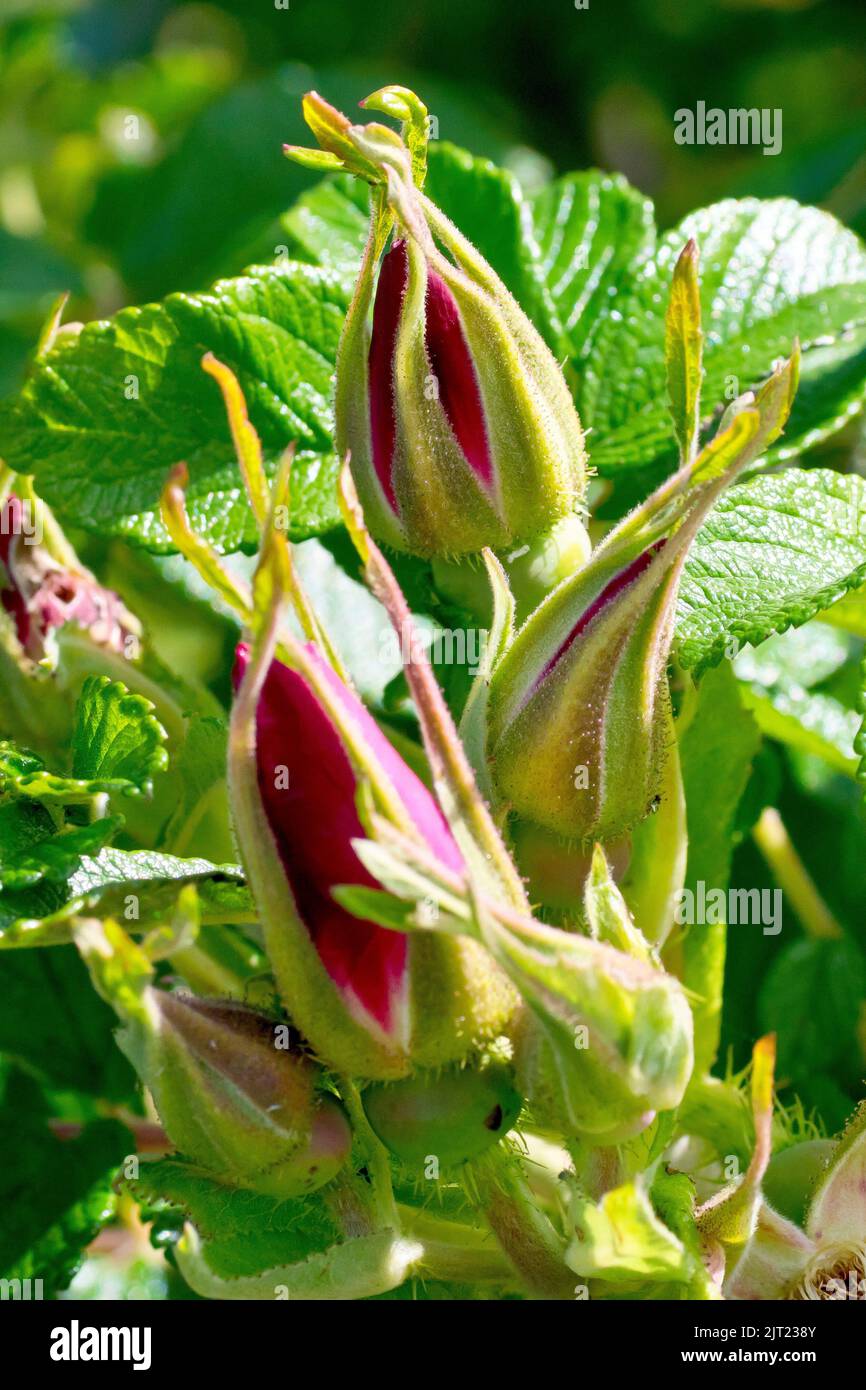 Rosa rugosa rubra hautnah -Fotos und -Bildmaterial in hoher Auflösung ...