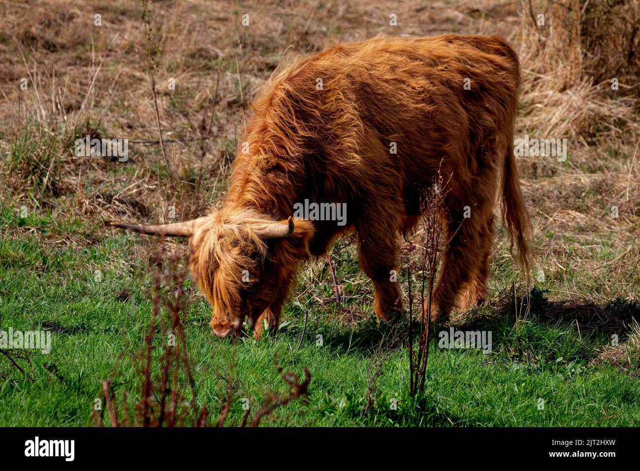 Kuh mit langen haaren -Fotos und -Bildmaterial in hoher Auflösung – Alamy