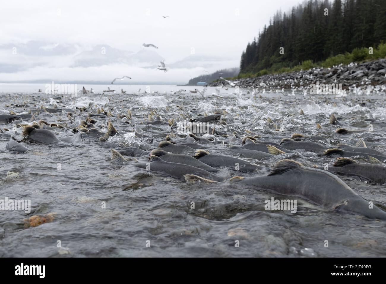 Alaska flussfahrt -Fotos und -Bildmaterial in hoher Auflösung – Alamy