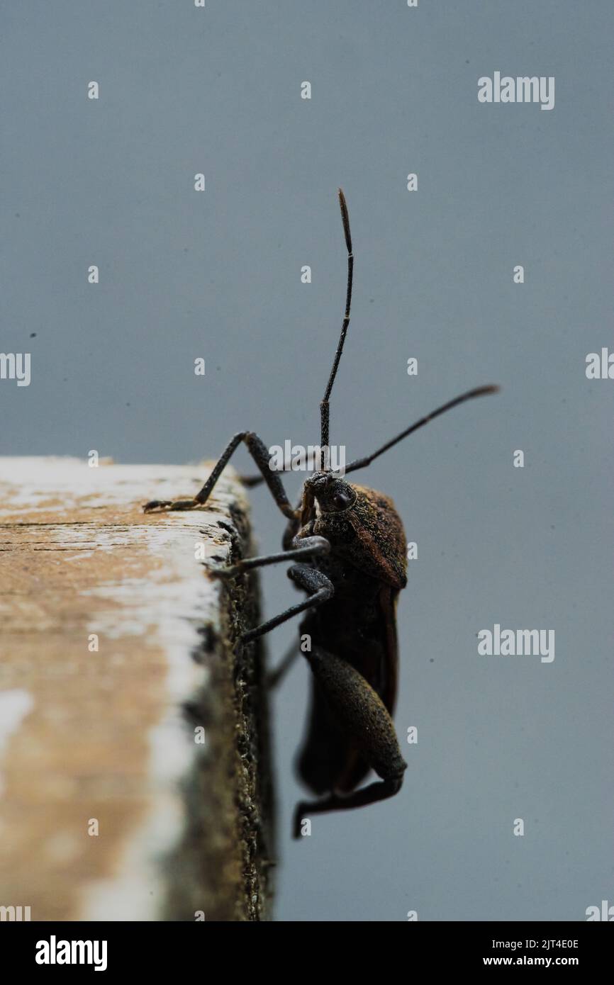 Angst sammlung -Fotos und -Bildmaterial in hoher Auflösung – Alamy