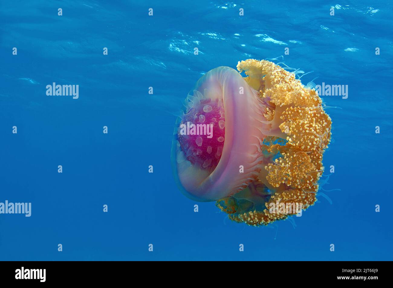 Blaue Wurzelmundqualle (Cephea cephea), Sulawesi, Ari Atoll, Malediven ...