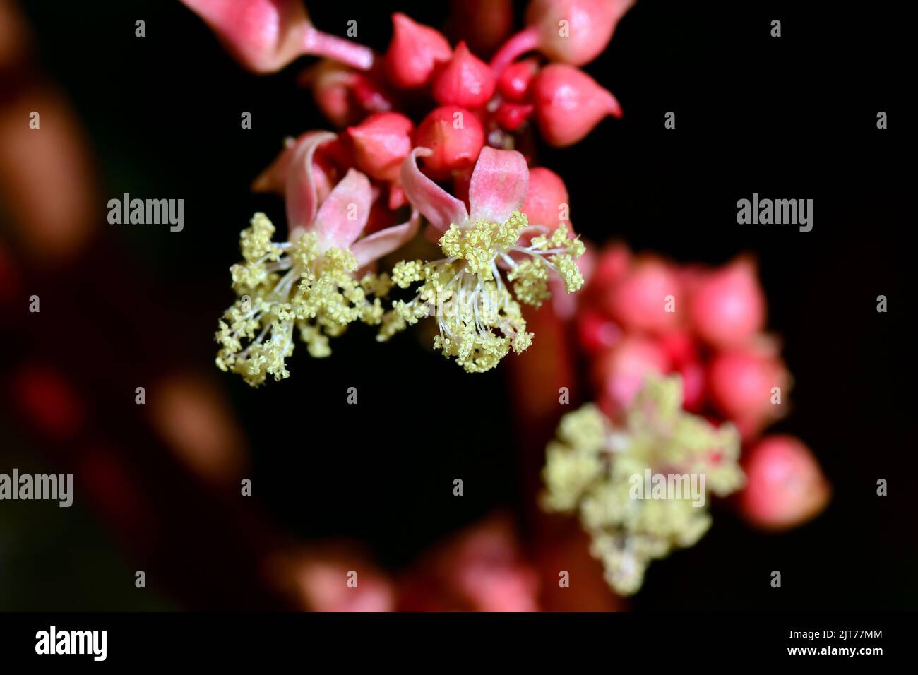 Ricin commun -Fotos und -Bildmaterial in hoher Auflösung – Alamy