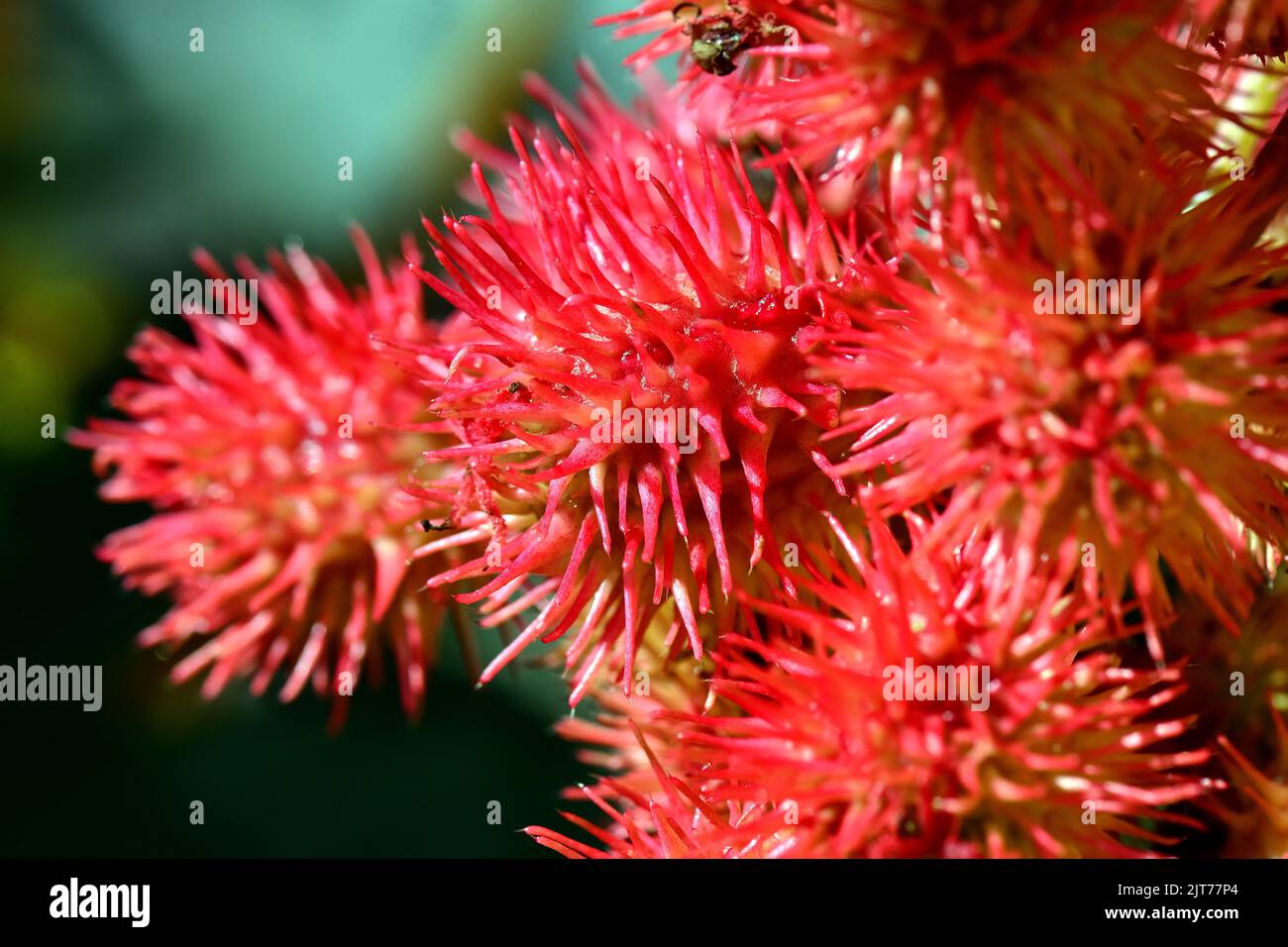 Ricin commun -Fotos und -Bildmaterial in hoher Auflösung – Alamy