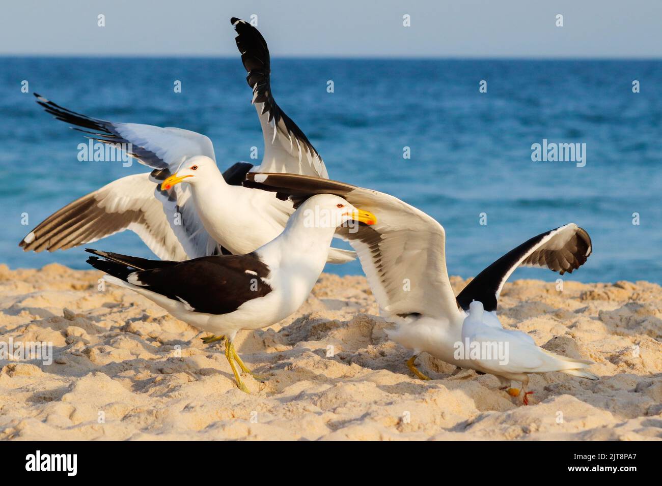 Möwen am Strand von Grumari, einem der wildesten und schönsten Strände ...