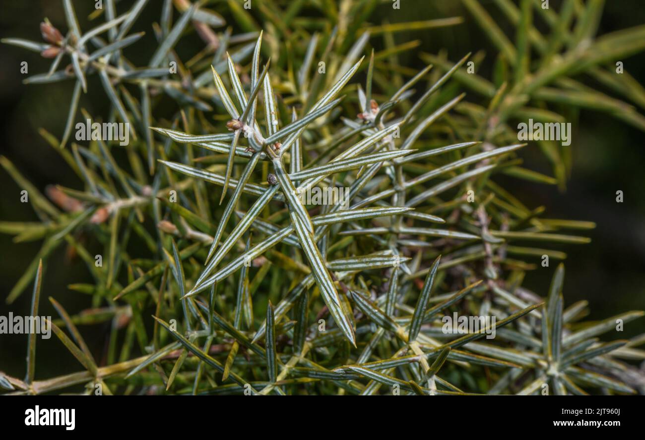Stacheliger wacholder -Fotos und -Bildmaterial in hoher Auflösung – Alamy