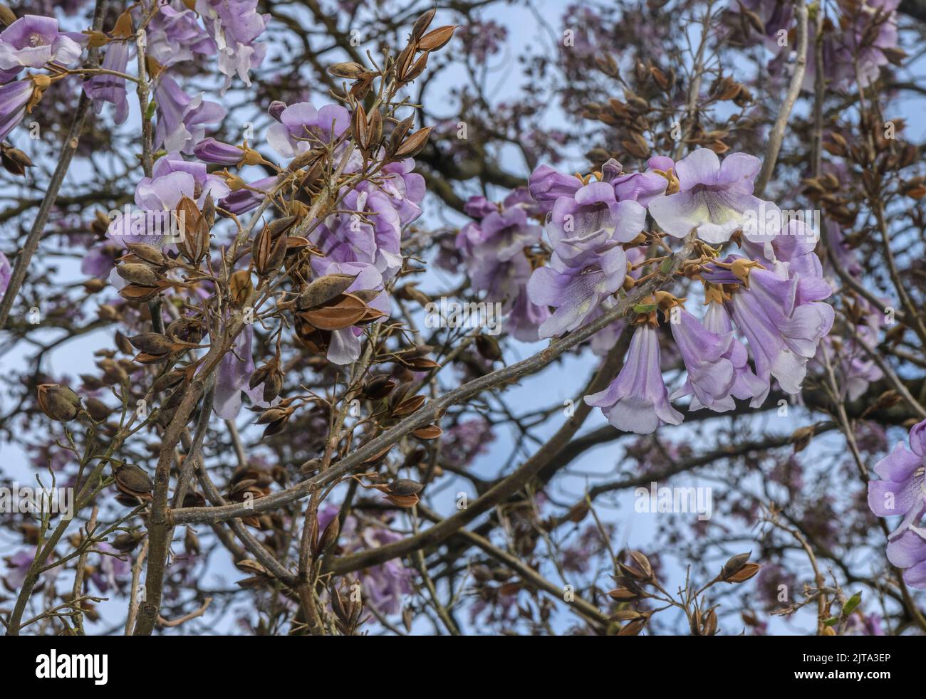 Der Baum, Paulownia fortunei oder Fortune-Kaiserin, aus dem Südosten ...