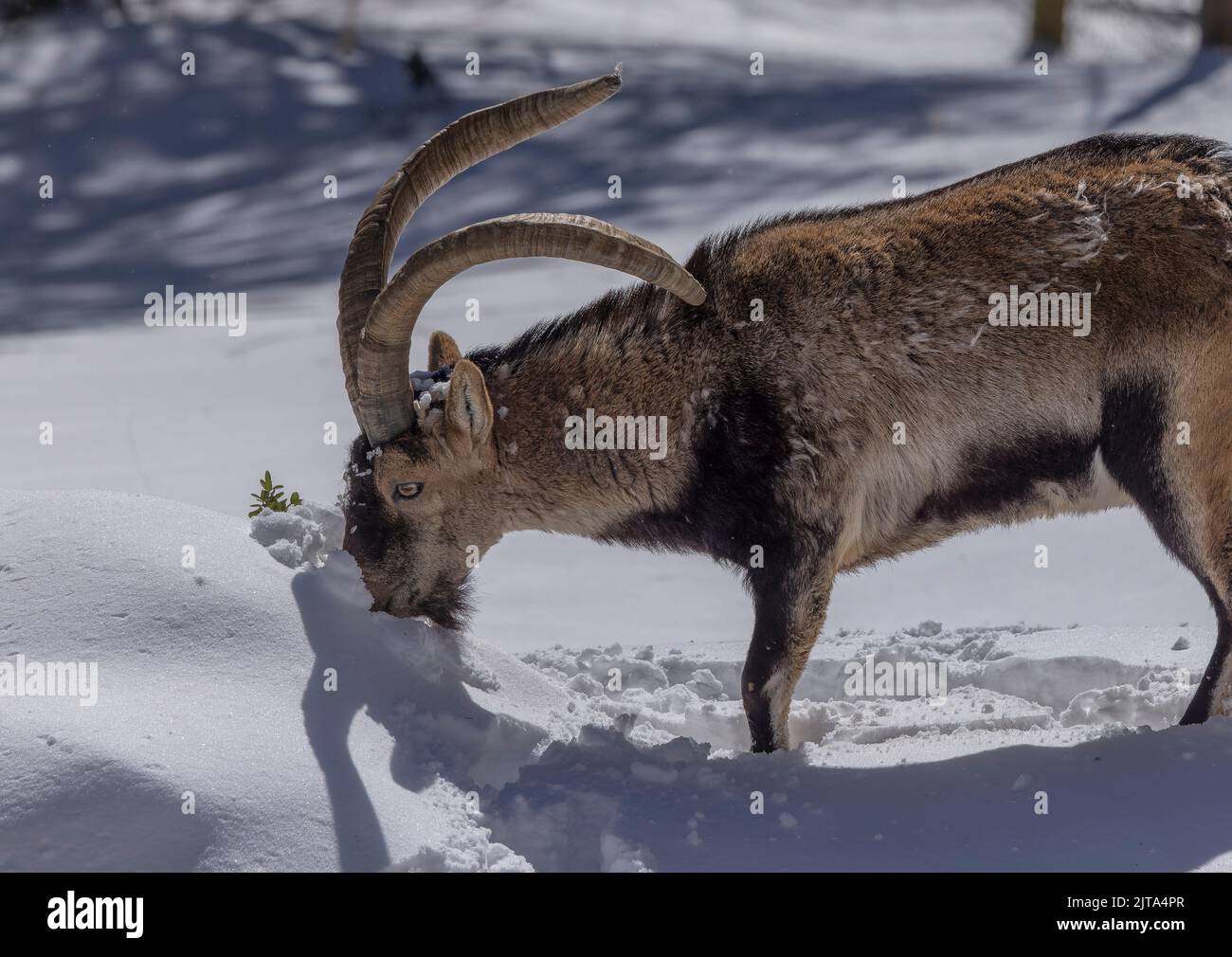 Männlicher iberischer Steinbock oder spanischer Steinbock, Capra ...