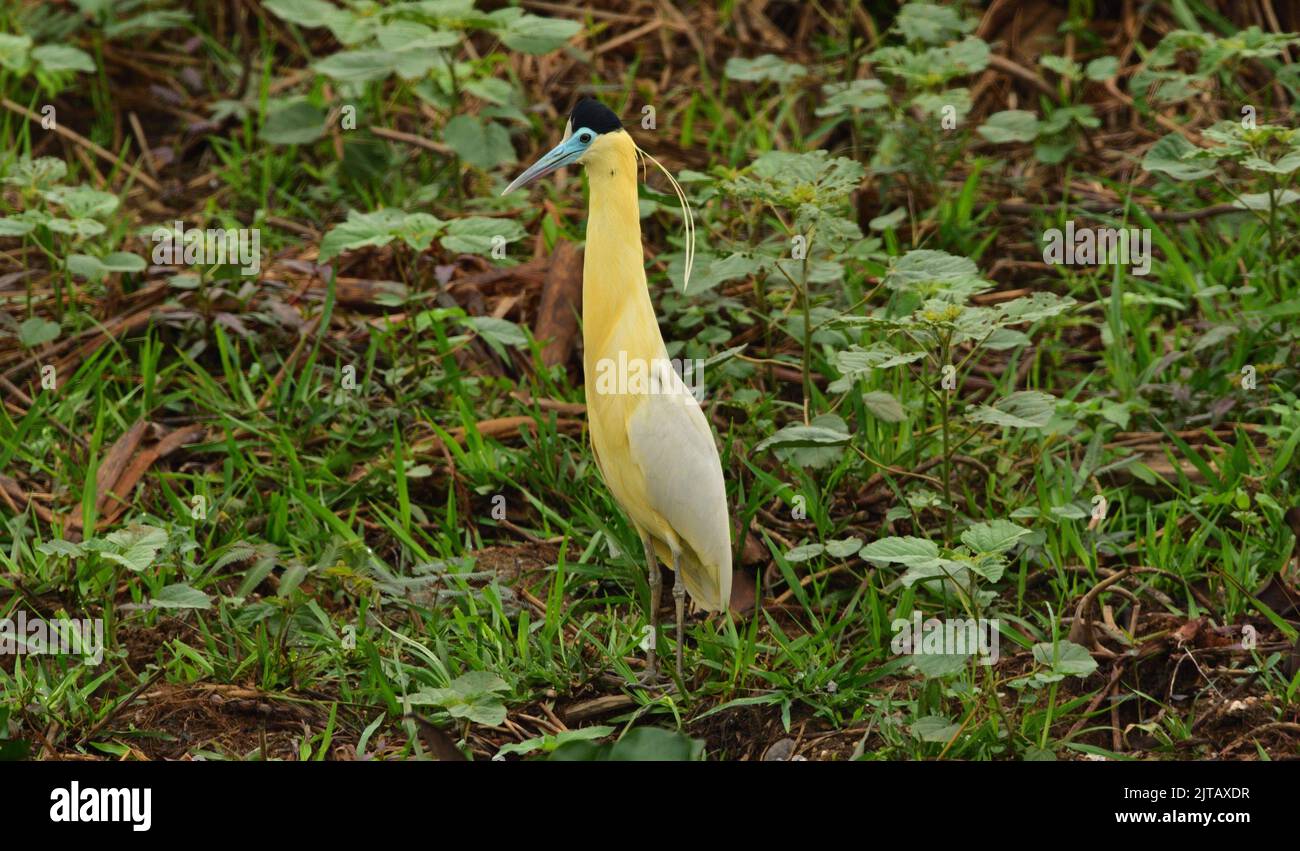 Garca de cabeca preta -Fotos und -Bildmaterial in hoher Auflösung – Alamy