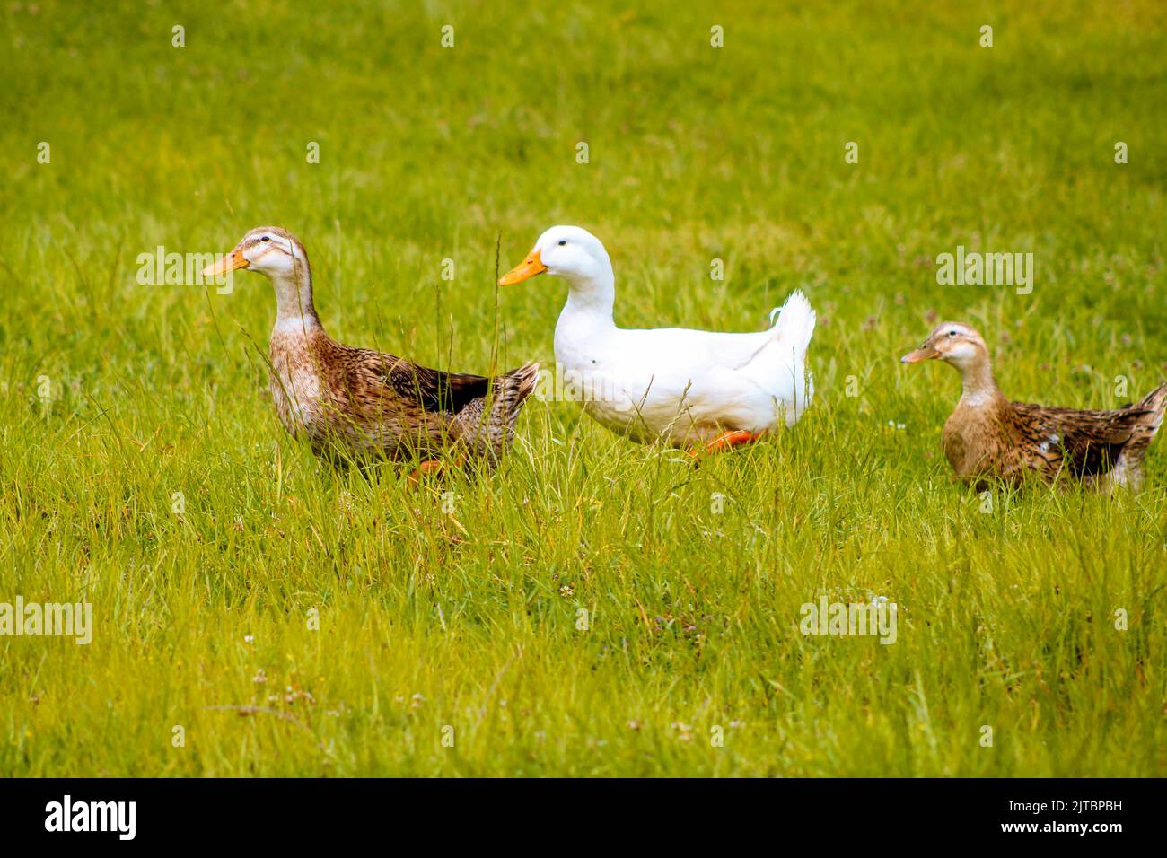 Süße enten -Fotos und -Bildmaterial in hoher Auflösung – Alamy