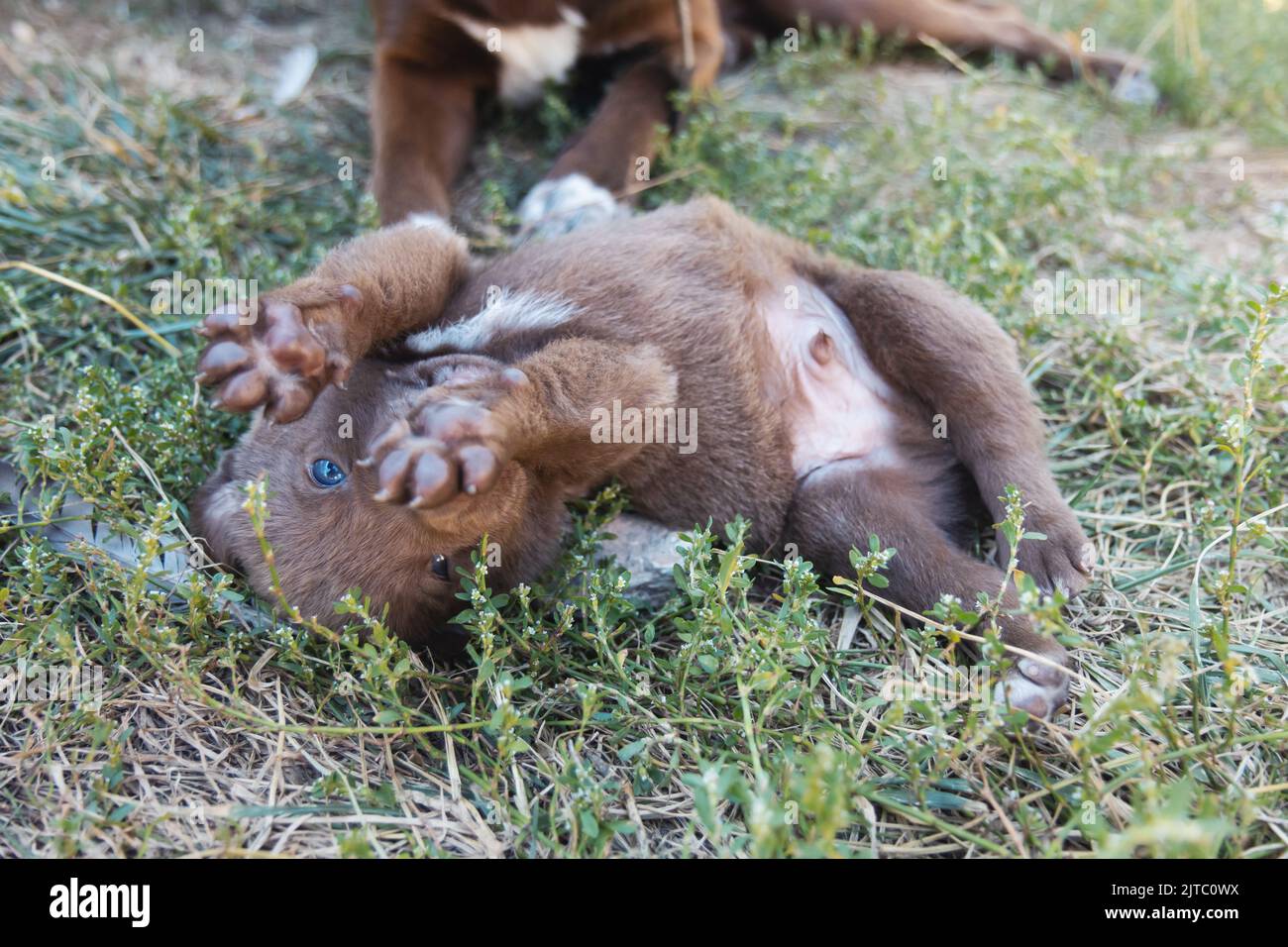 Der Welpe, der aussieht wie ein Teddybär, liegt im Gras Stockfotografie ...