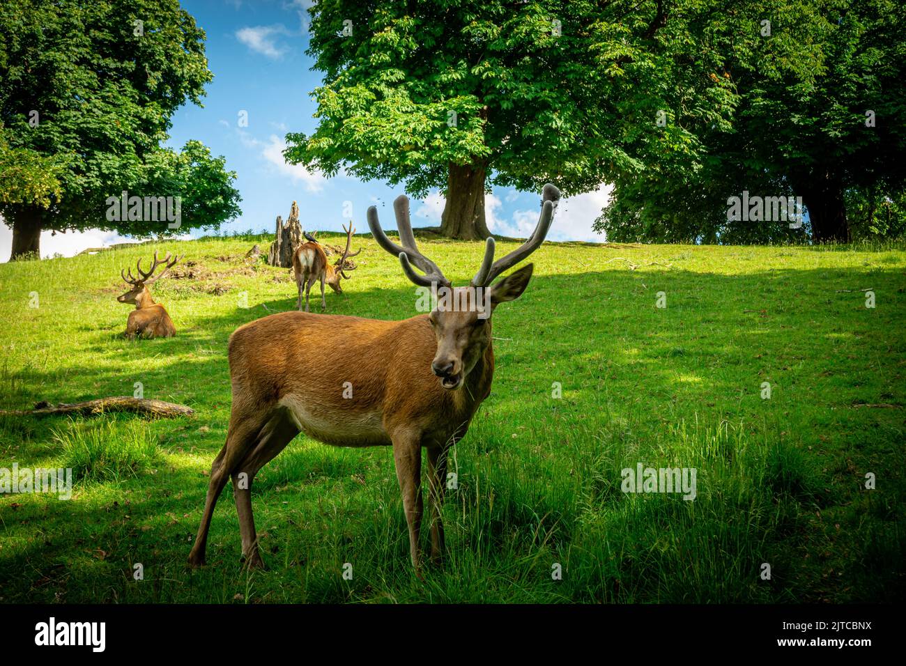 Die drei hirsche -Fotos und -Bildmaterial in hoher Auflösung – Alamy