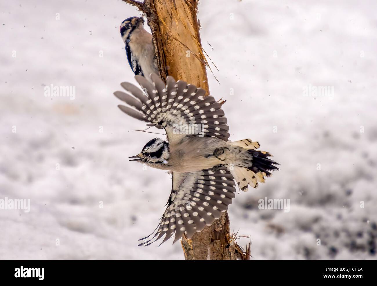 Specht fliegen -Fotos und -Bildmaterial in hoher Auflösung – Alamy