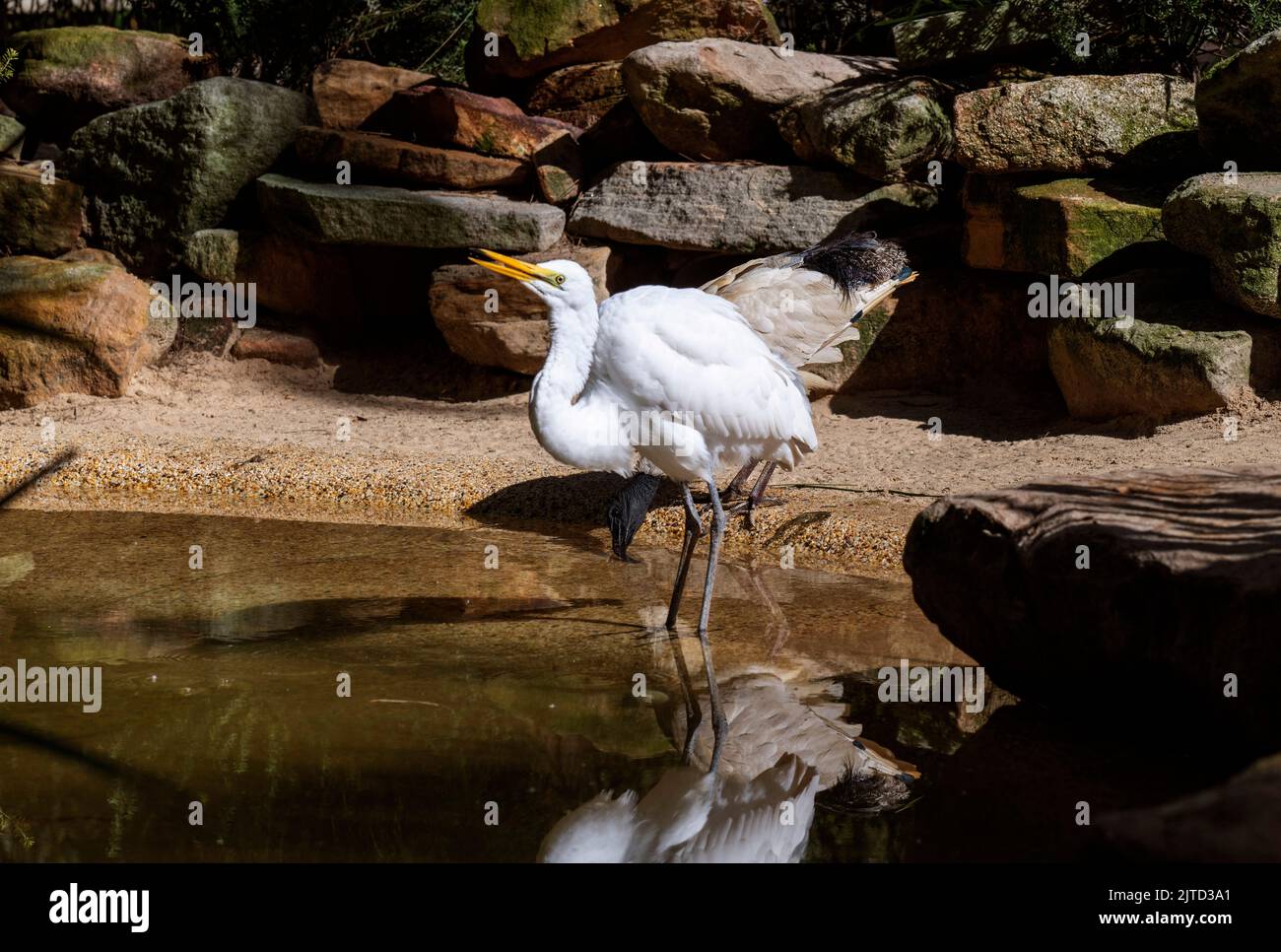 Ein Silberreiher (Ardea alba) und ein australischer Weißer Ibis ...