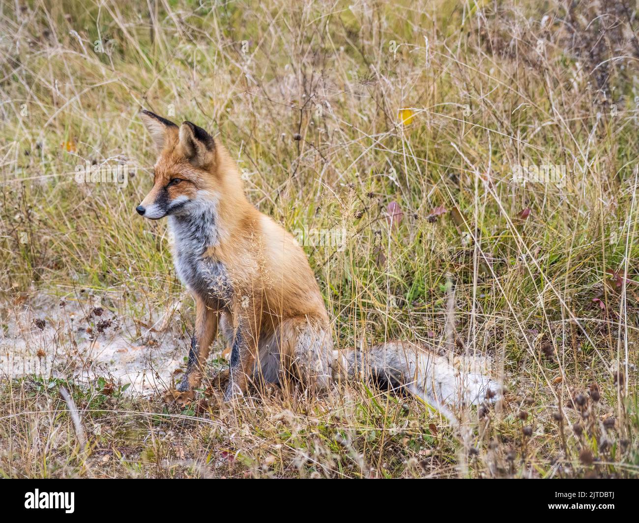 Der Rotfuchs, Vulpes vulpes, liegt am herbstlichen Waldweg. Nahaufnahme ...