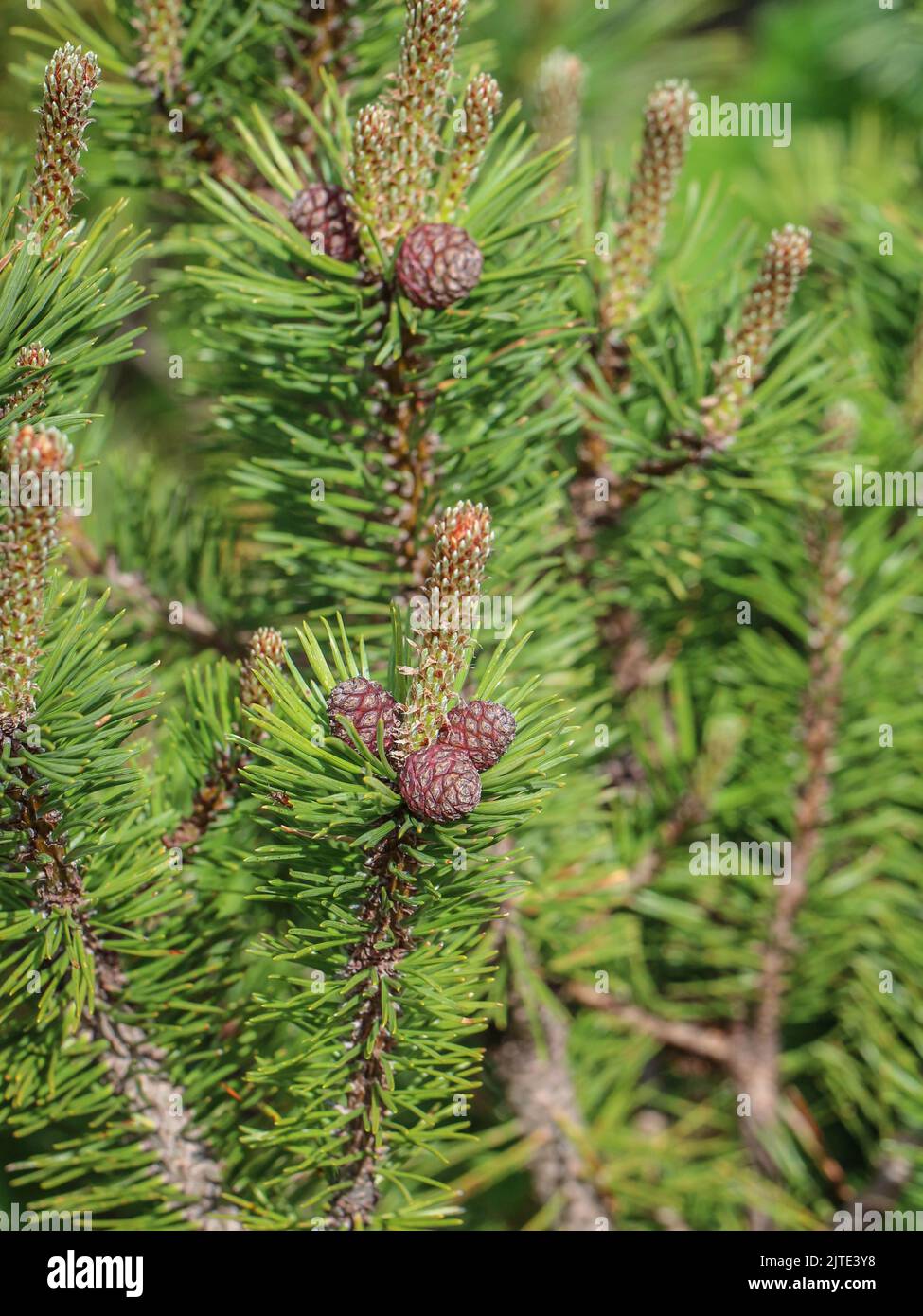 Weibliche Zapfen und junge Triebe der Zwergkiefer (lateinischer Name ...