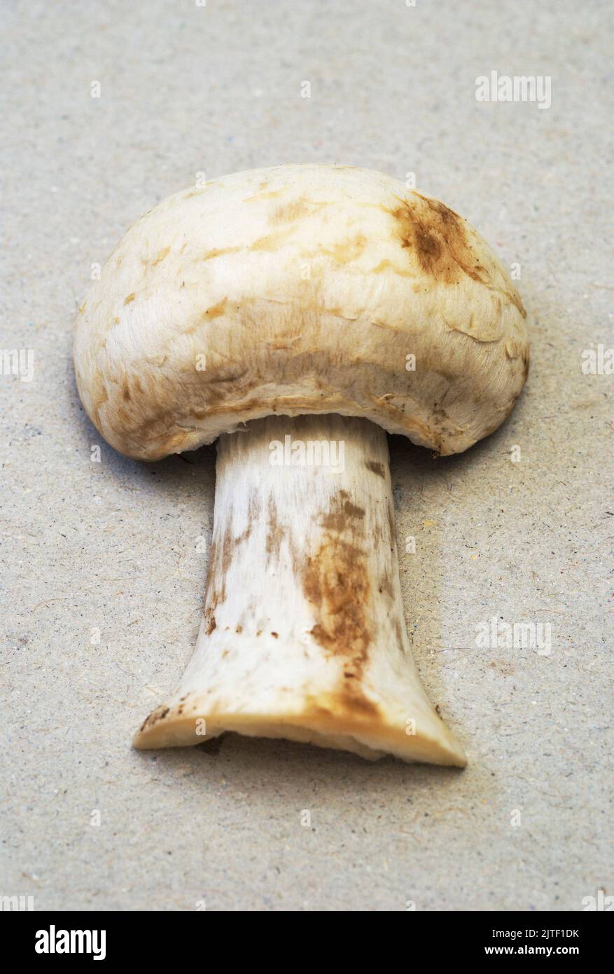 Button mushroom agaricus bisporus -Fotos und -Bildmaterial in hoher ...