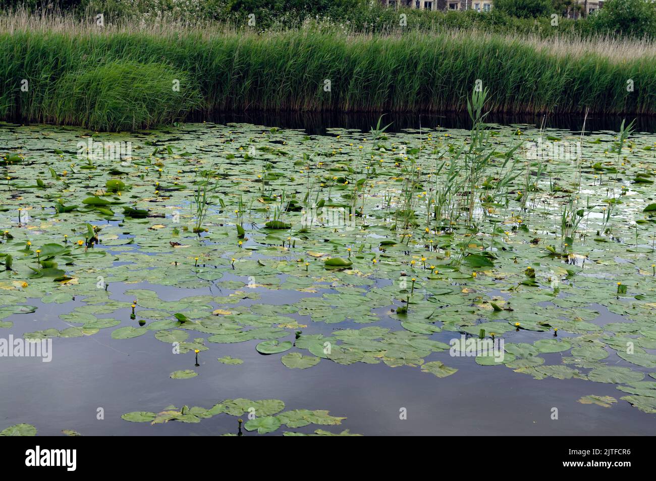 Lily Pads und gelbe Blumen am See im Cardiff Bay Wetland Nature Reserve ...