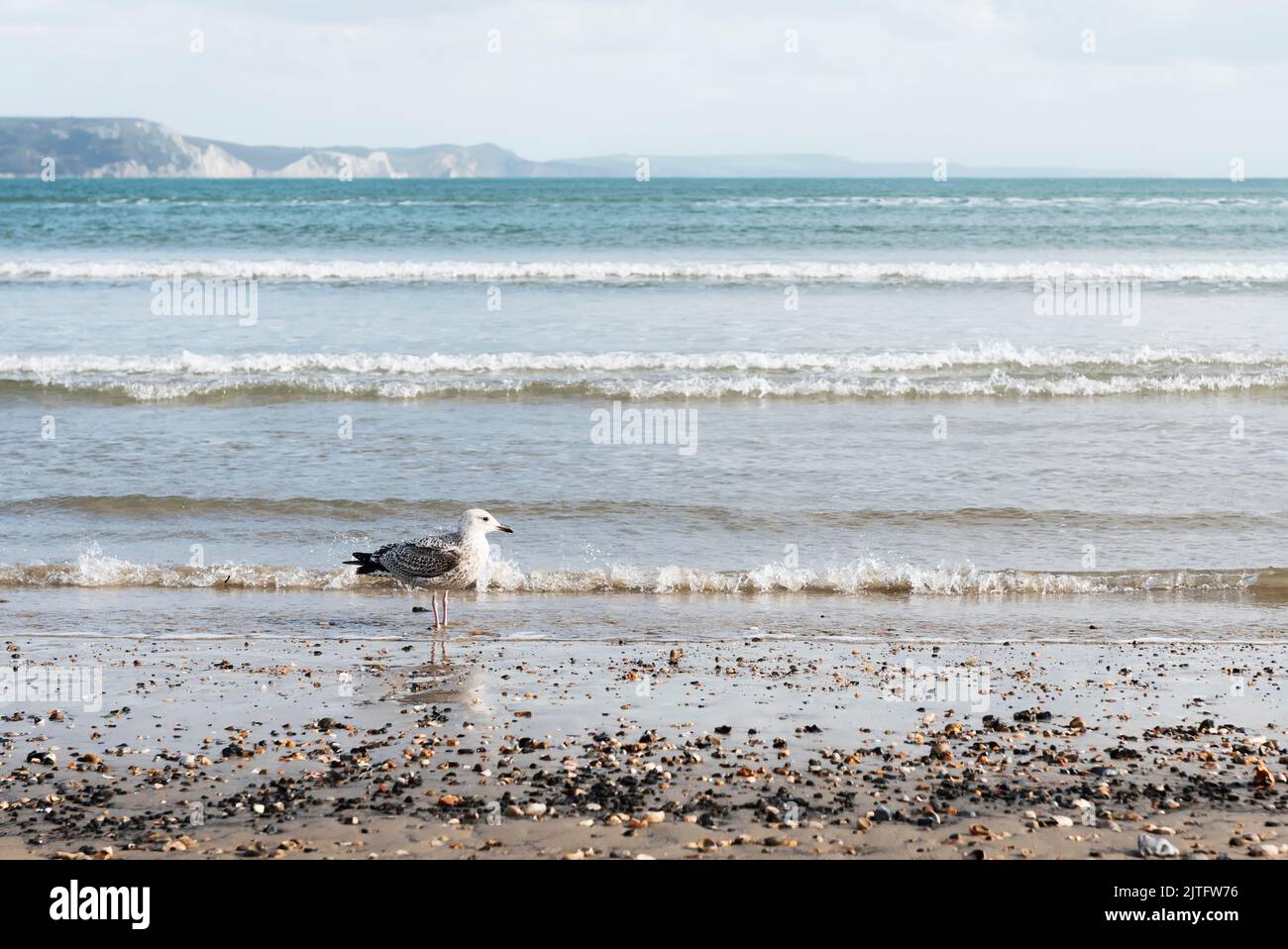 Möwe am strand -Fotos und -Bildmaterial in hoher Auflösung – Alamy