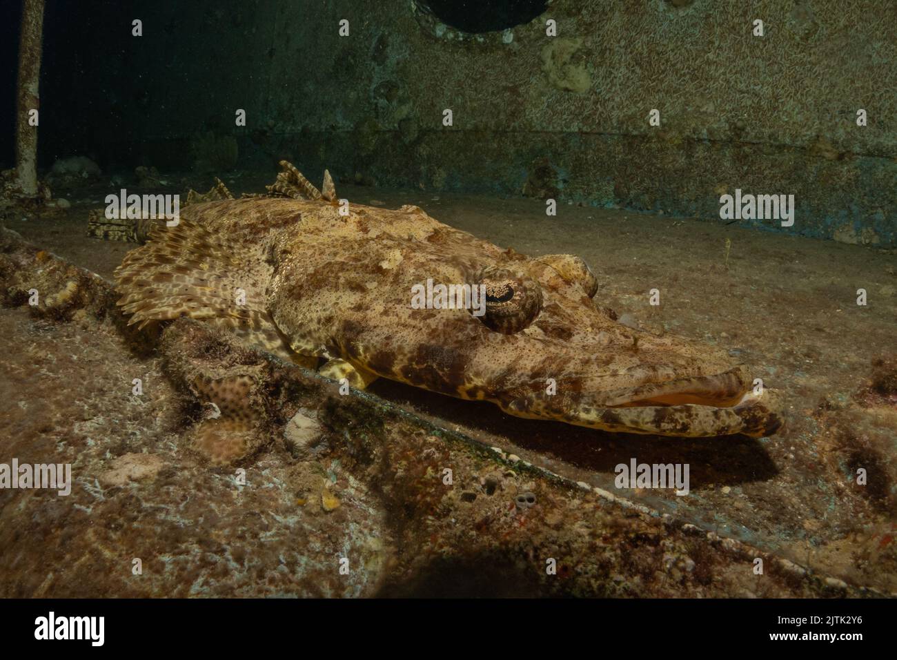 Fische des roten meeres -Fotos und -Bildmaterial in hoher Auflösung – Alamy