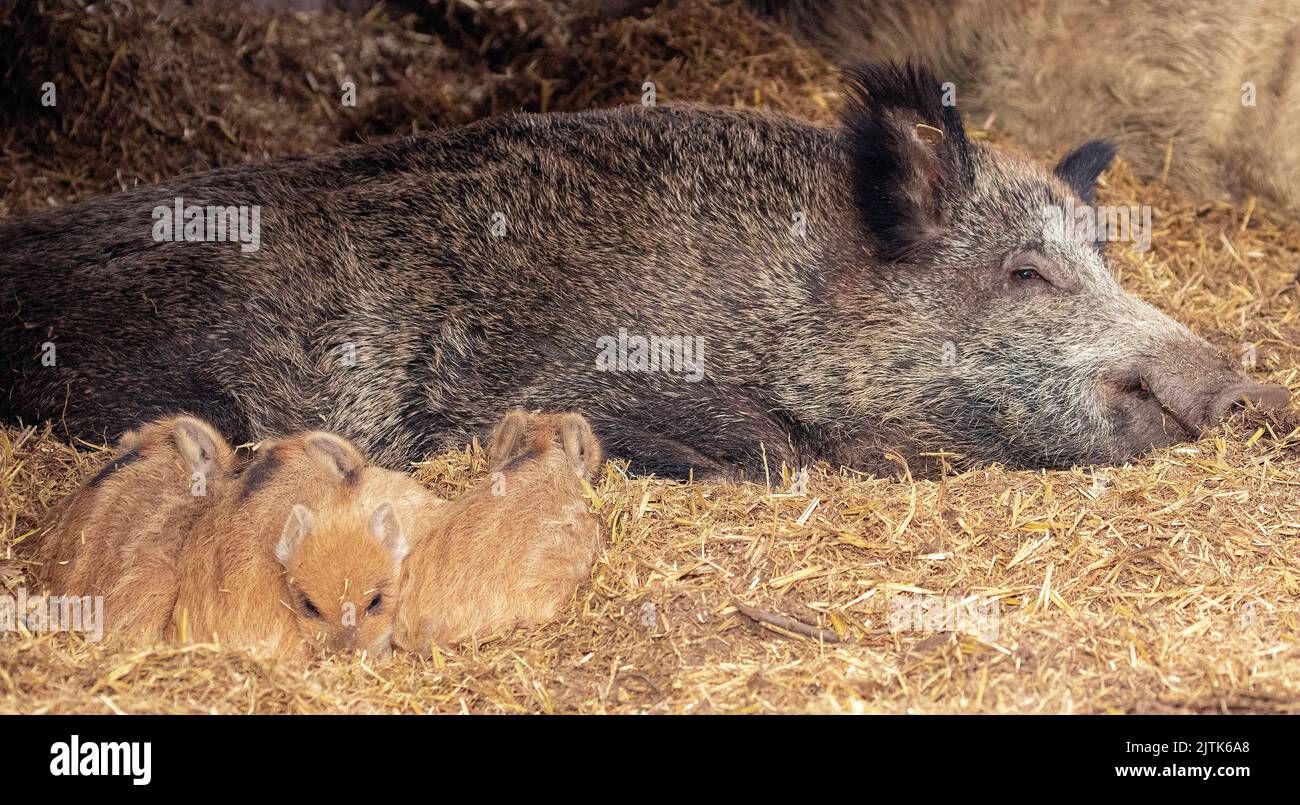 Ferkel im Wald; Babyschweine; Baby-Wildschwein im Wald; Wildschwein ...