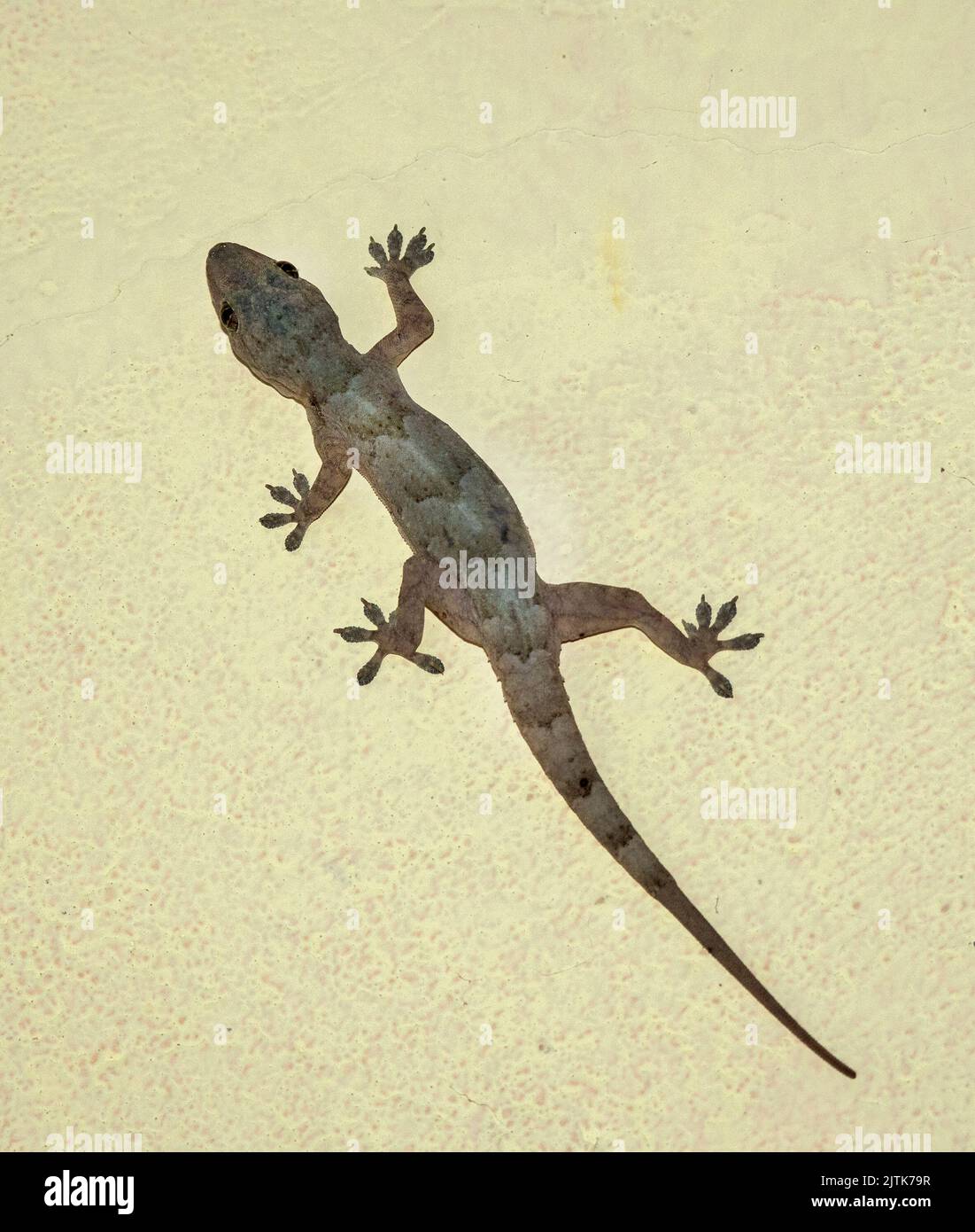 Tropical house gecko -Fotos und -Bildmaterial in hoher Auflösung – Alamy