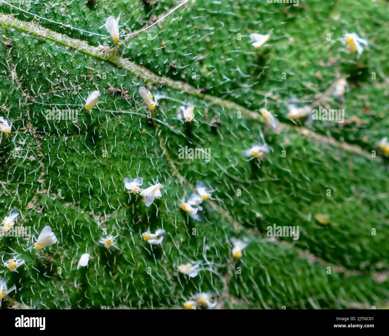 Insektenvektoren von pflanzenkrankheiten -Fotos und -Bildmaterial in ...