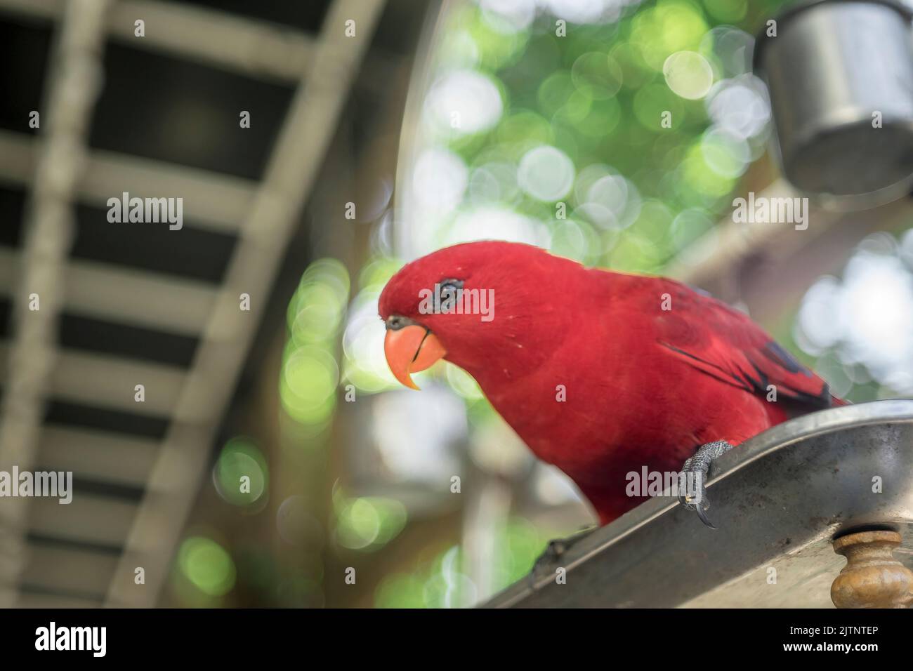 Papageien aller Farben sind selten und ausgestorbene Vögel auf der ...