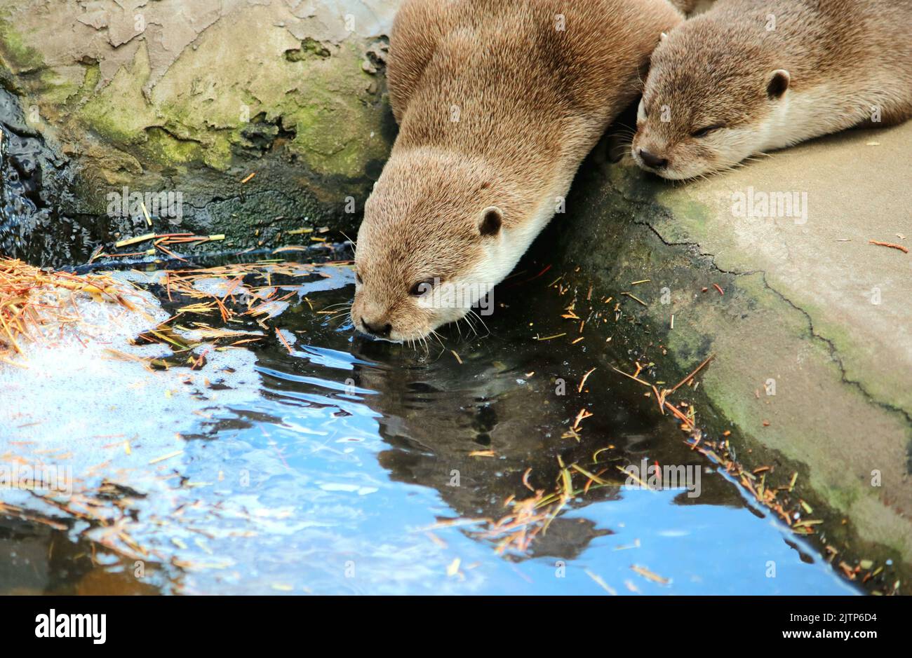 Zoo durstig -Fotos und -Bildmaterial in hoher Auflösung – Alamy