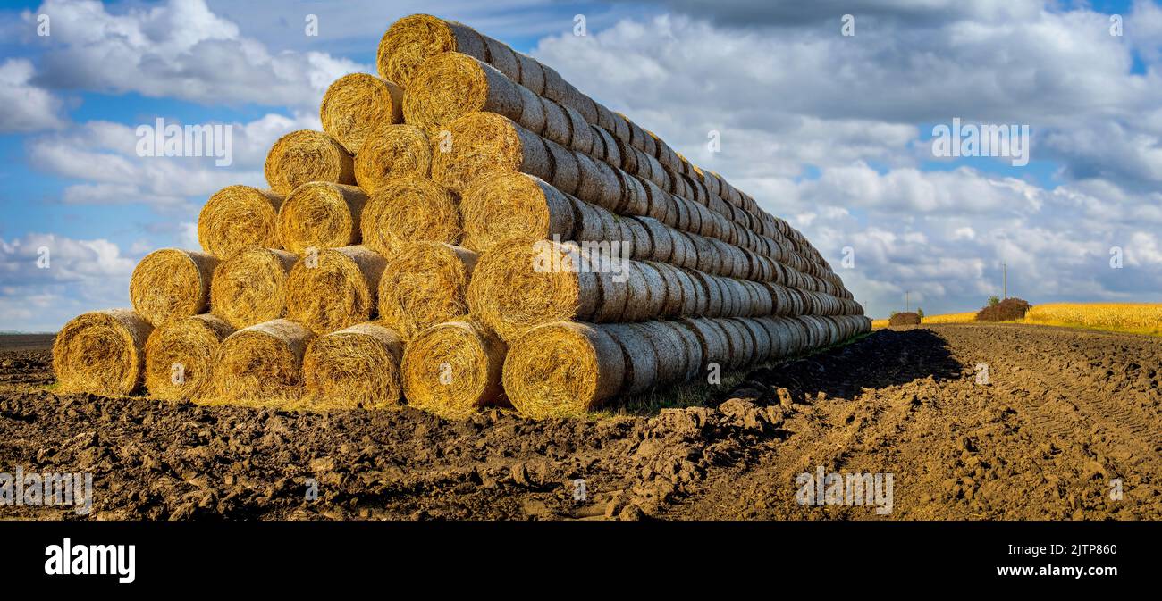 Vorbereitet Rollen von Strohballen oder Heu für den Winter - in Form ...